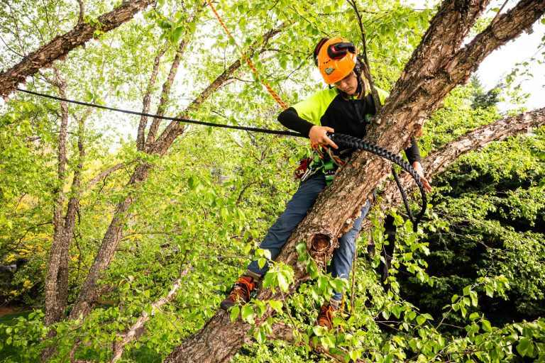 Tree Cabling and Bracing - Tree Tech LLC